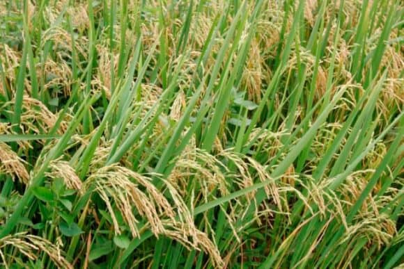 Behind the Scenes: A Look at Guyana's History of Rice Cultivation - GBTI